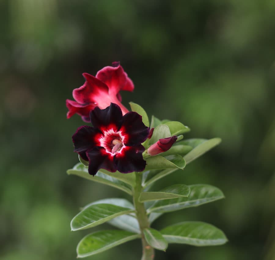 Single Petal Adenium - Buy Exquisite Desert Roses Online | YourAdenium