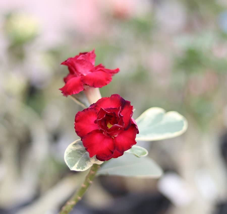 Stunning Double Petal Red Adenium with Variegated Leaf – Shop Now